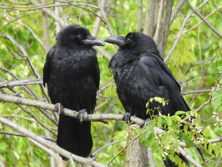 Common raven: Intelligent generalist with global reach