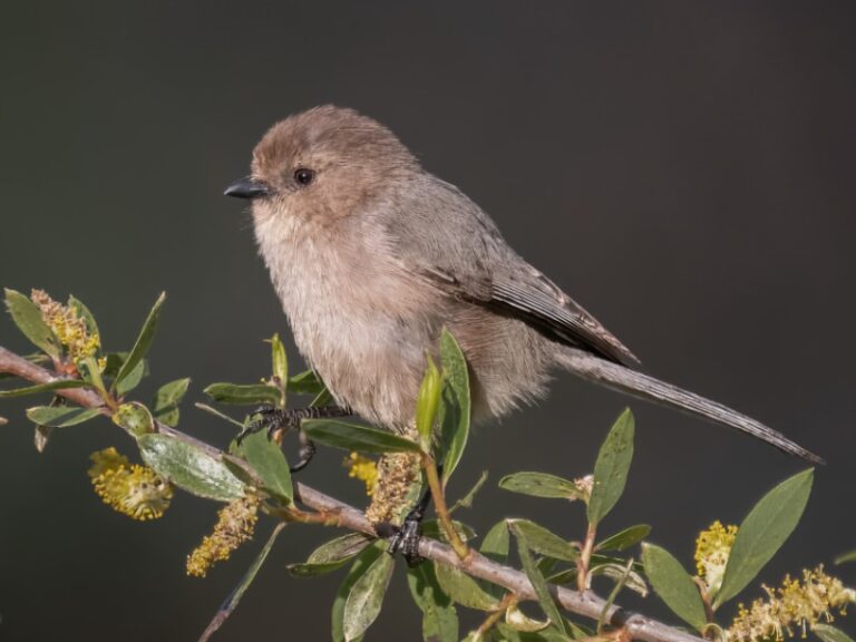 World's 13 smallest birds - some the size of a bumblebee