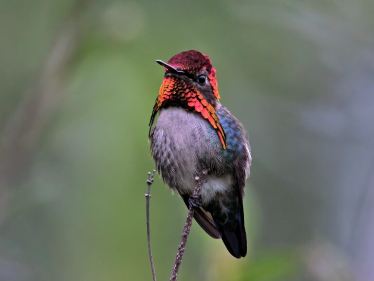 8 of the smallest hummingbird species known to science