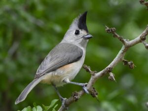 31 crested birds with the most striking feathered crowns