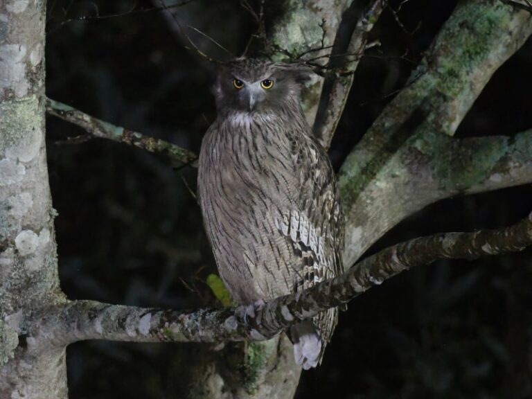 Blakiston's fish owl: Riverine giant on the brink