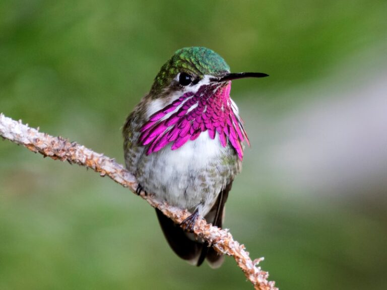 8 of the smallest hummingbird species known to science