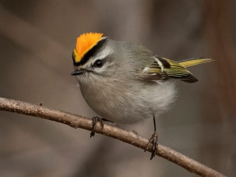 World's 13 smallest birds - some the size of a bumblebee