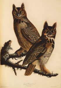 Owl meaning and symbolism across cultures and myths