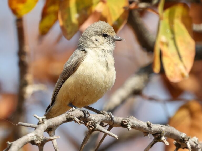 World's 13 smallest birds - some the size of a bumblebee