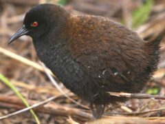 Inaccessible Island rail: World's smallest flightless bird