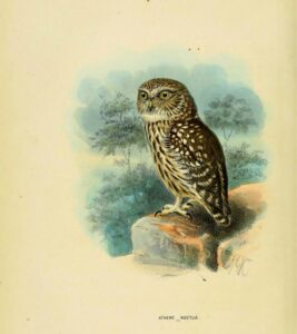 Owl meaning and symbolism across cultures and myths