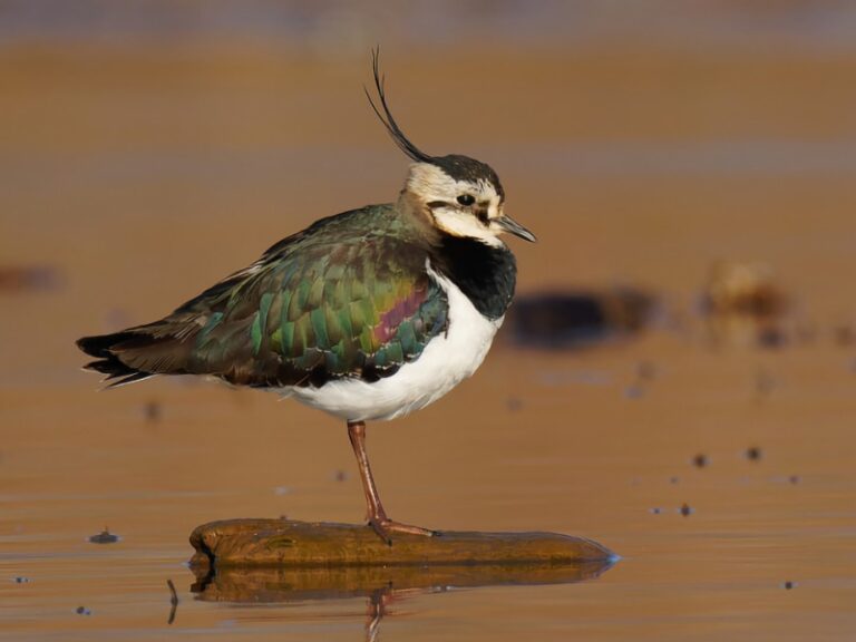 31 crested birds with the most striking feathered crowns