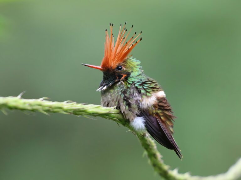 8 of the smallest hummingbird species known to science