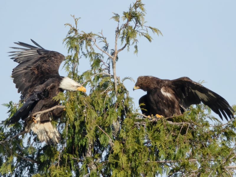 8 types of eagles in North America and two rare vagrants
