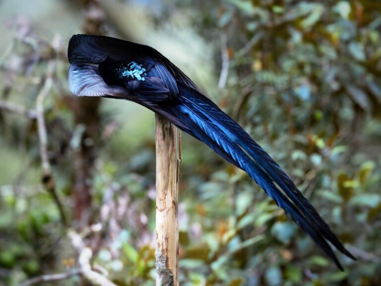 17 birds with the longest tail feathers across the globe