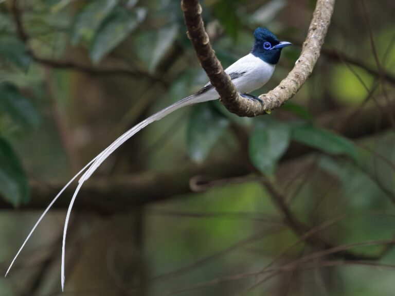 17 birds with the longest tail feathers across the globe