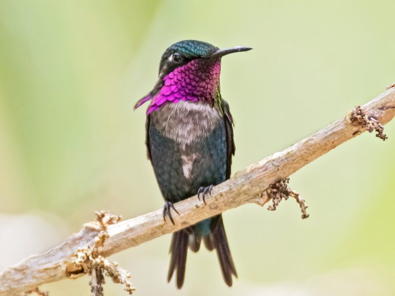 8 of the smallest hummingbird species known to science