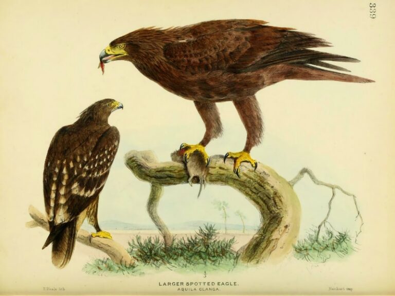 Eagle meaning and symbolism in myths, legends, and culture