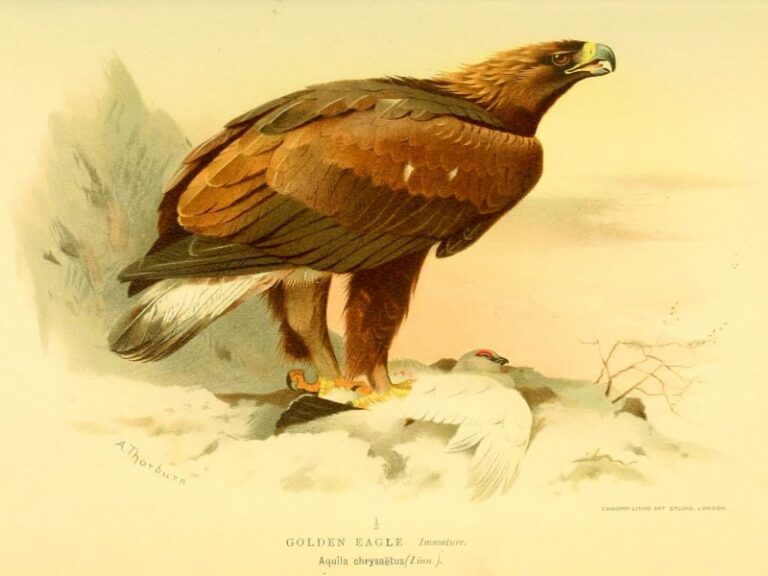 Eagle meaning and symbolism in myths, legends, and culture