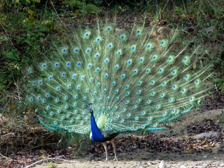 17 birds with the longest tail feathers across the globe