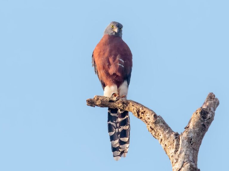 17 birds with the longest tail feathers across the globe