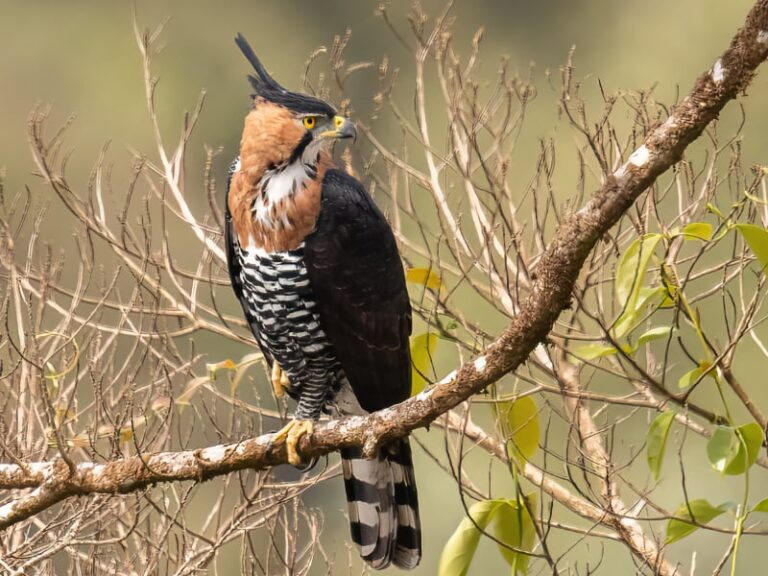 8 types of eagles in North America and two rare vagrants