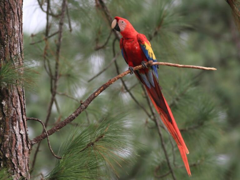 17 birds with the longest tail feathers across the globe