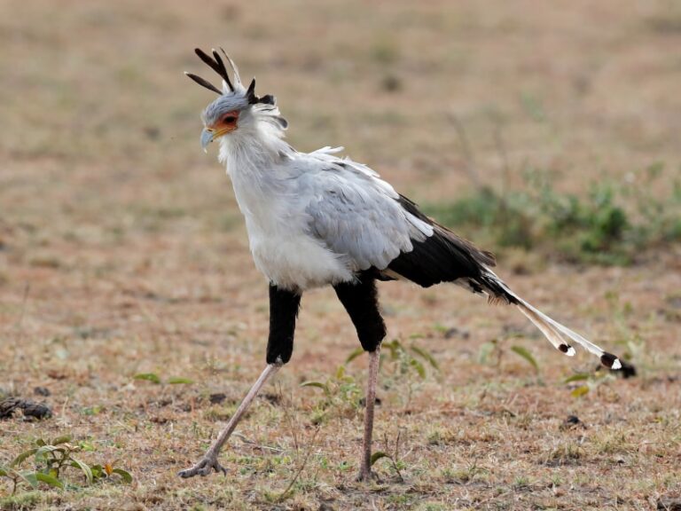 17 birds with the longest tail feathers across the globe
