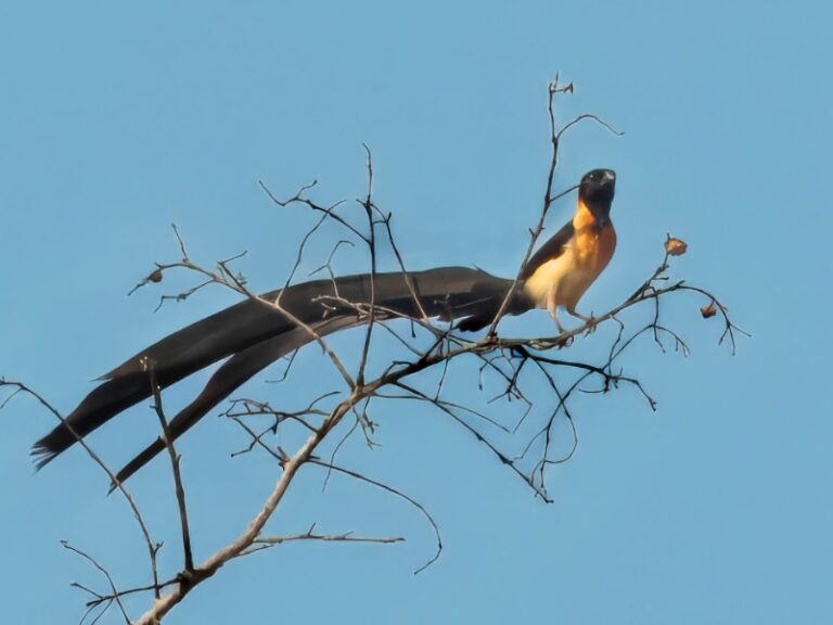 17 birds with the longest tail feathers across the globe
