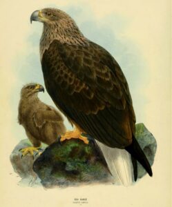 Eagle meaning and symbolism in myths, legends, and culture